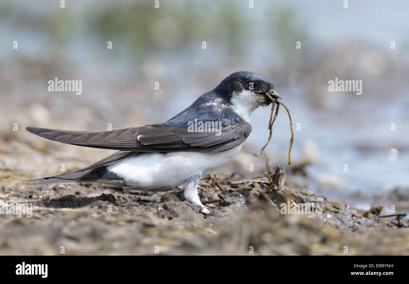 Common house martin hi-res stock photography and images - Alamy