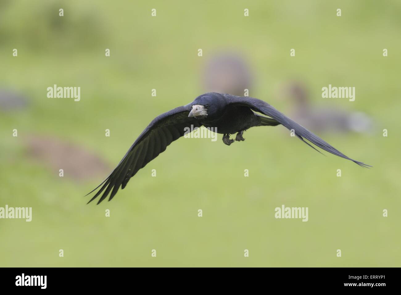 Side view of a rook hi-res stock photography and images - Alamy