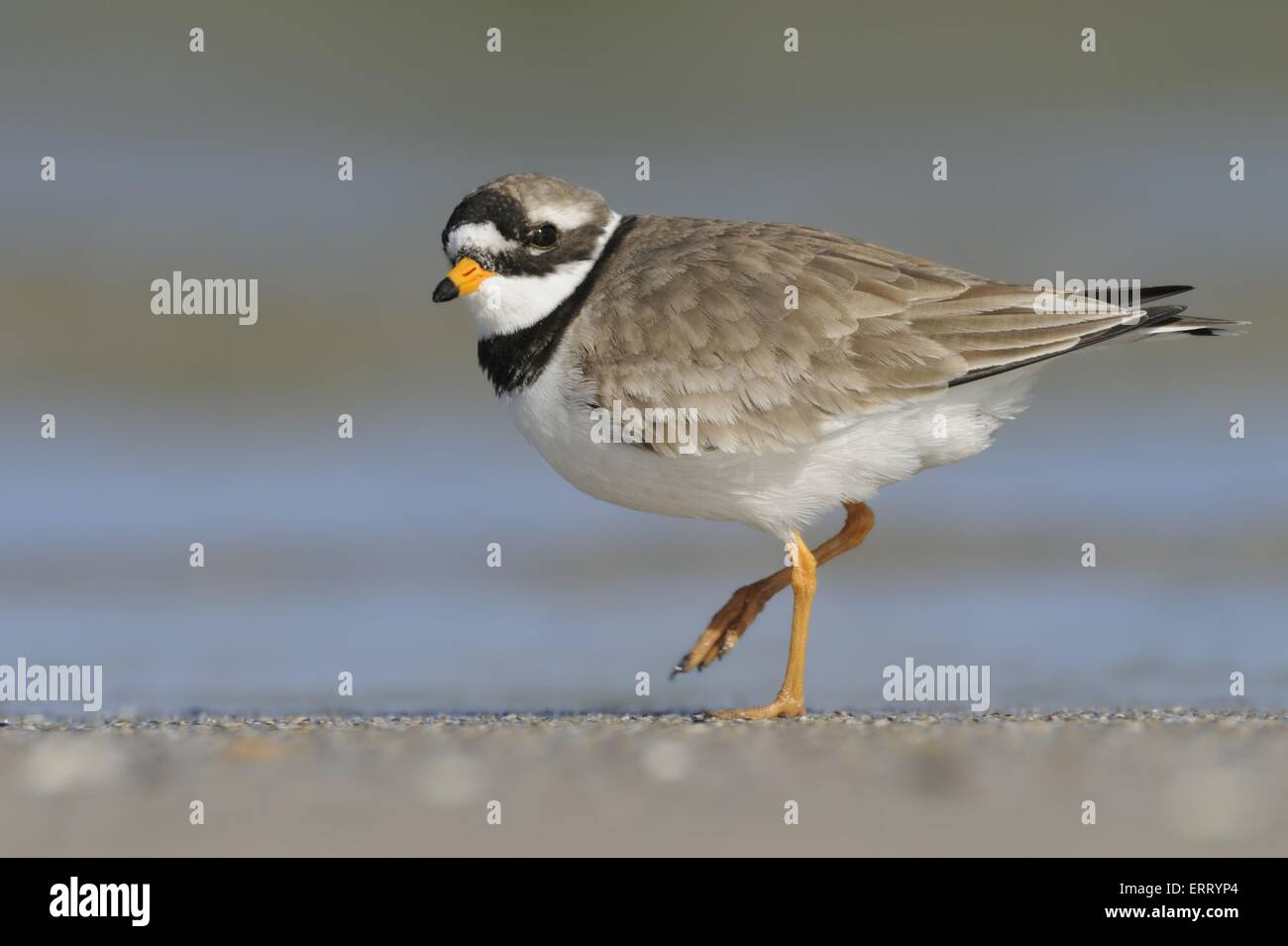 common ringed plover Stock Photo - Alamy