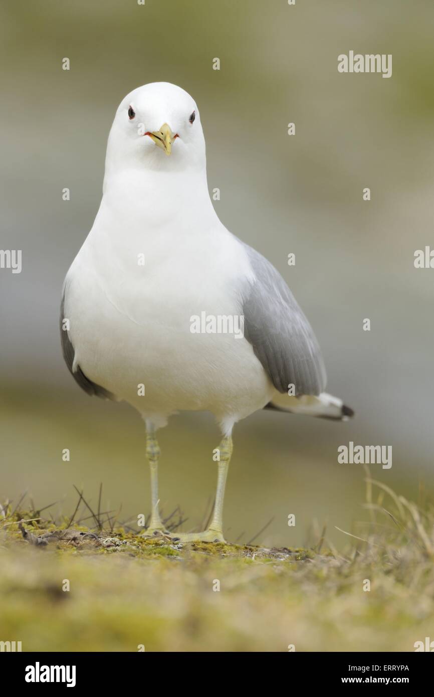 Pasture gulls hi-res stock photography and images - Alamy