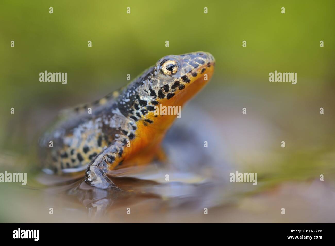 Newt hi-res stock photography and images - Alamy