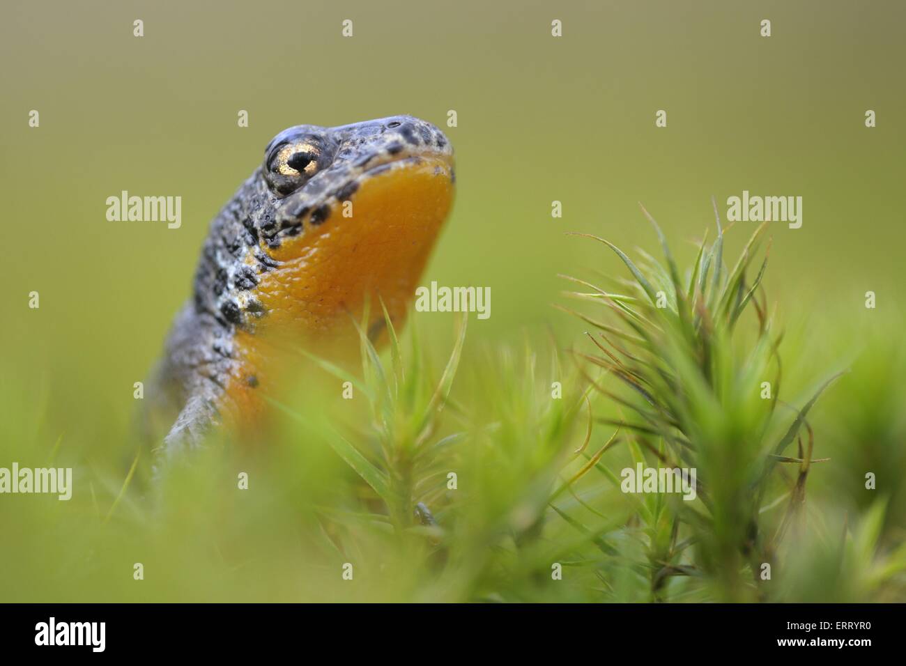 Salamander newt head hi-res stock photography and images - Alamy
