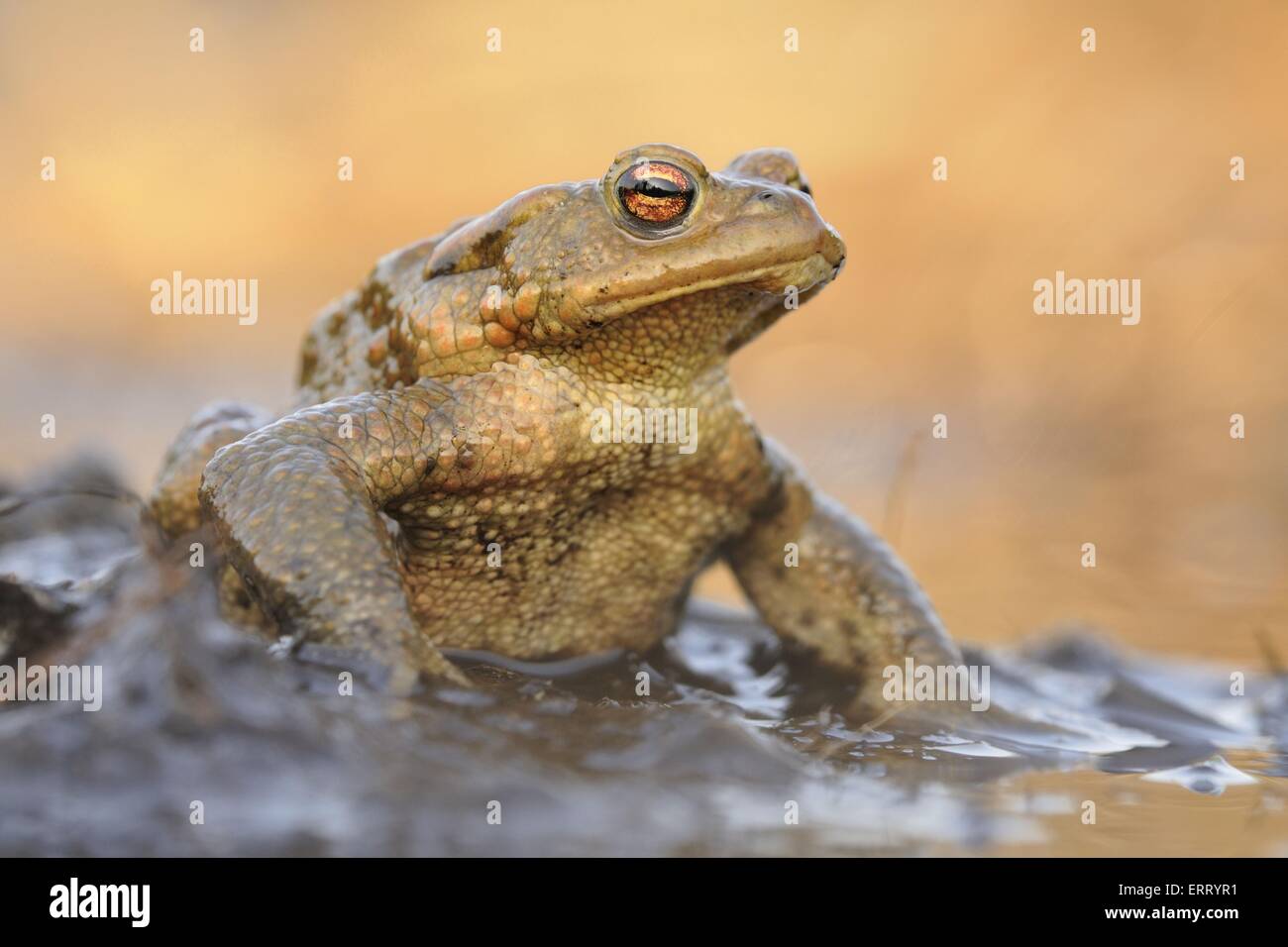 Toad mud hi-res stock photography and images - Alamy