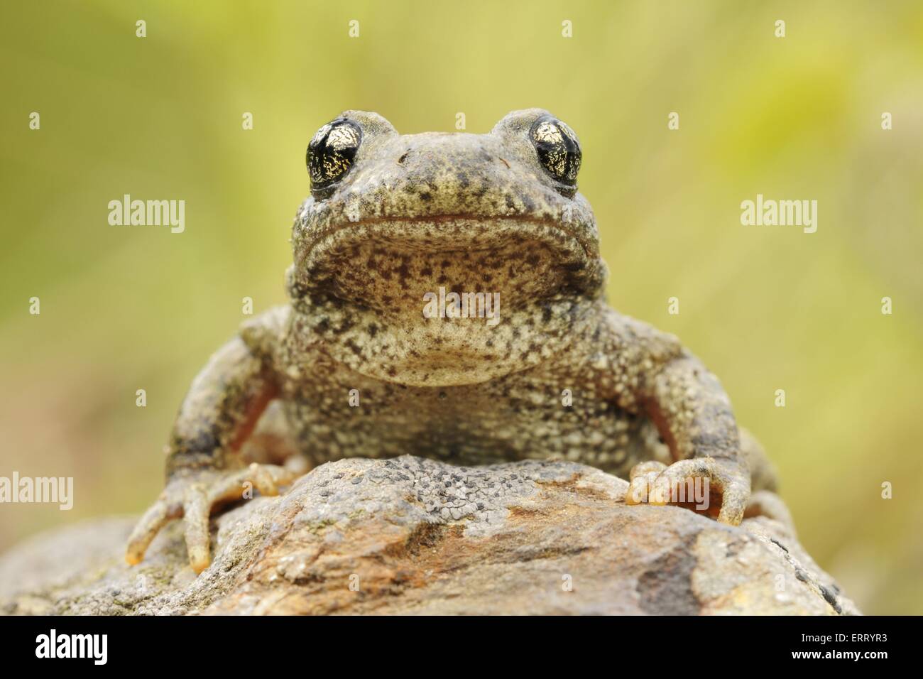 Midwife toads hi-res stock photography and images - Alamy
