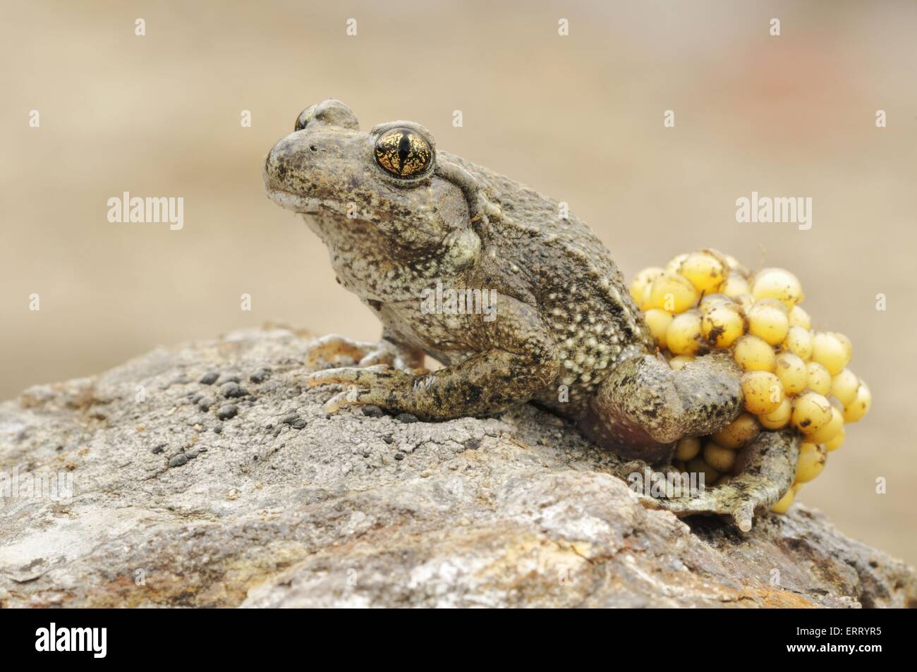 Midwife toads hi-res stock photography and images - Alamy