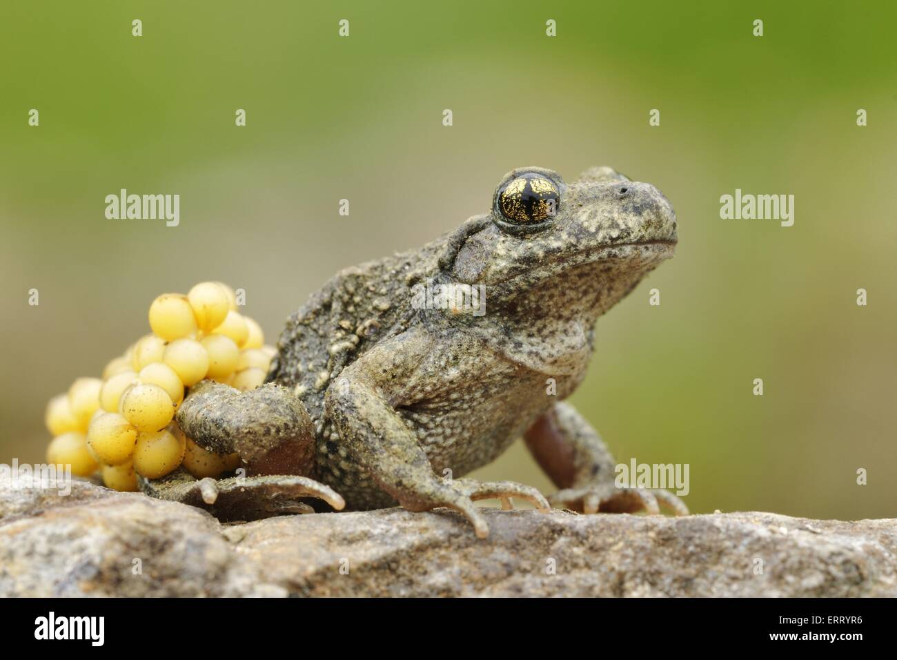 Midwife toads hi-res stock photography and images - Alamy