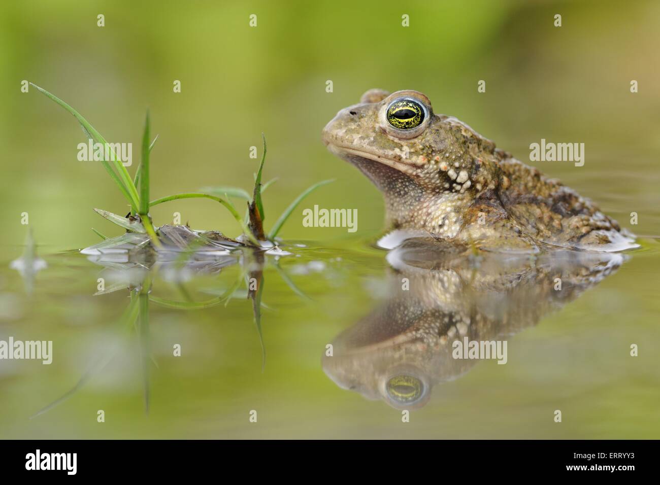 Toad bank hi-res stock photography and images - Alamy