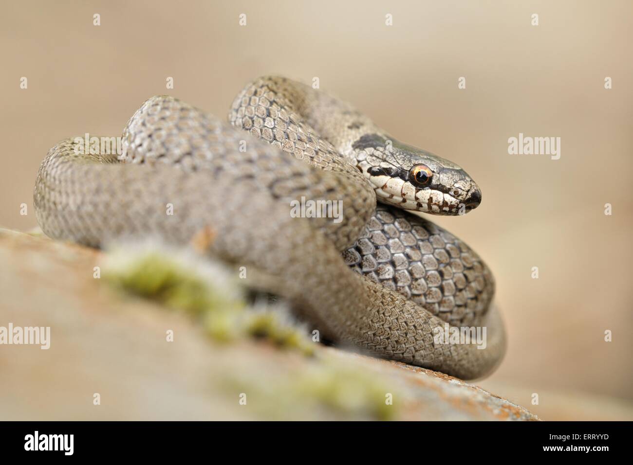 Smooth snake hi-res stock photography and images - Alamy