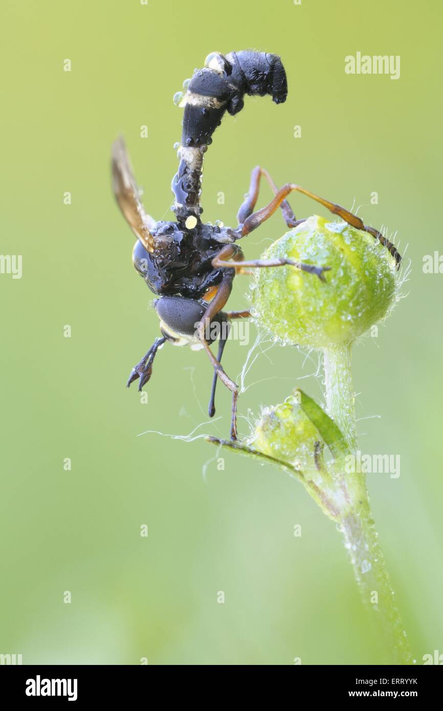 Conopid fly hi-res stock photography and images - Alamy
