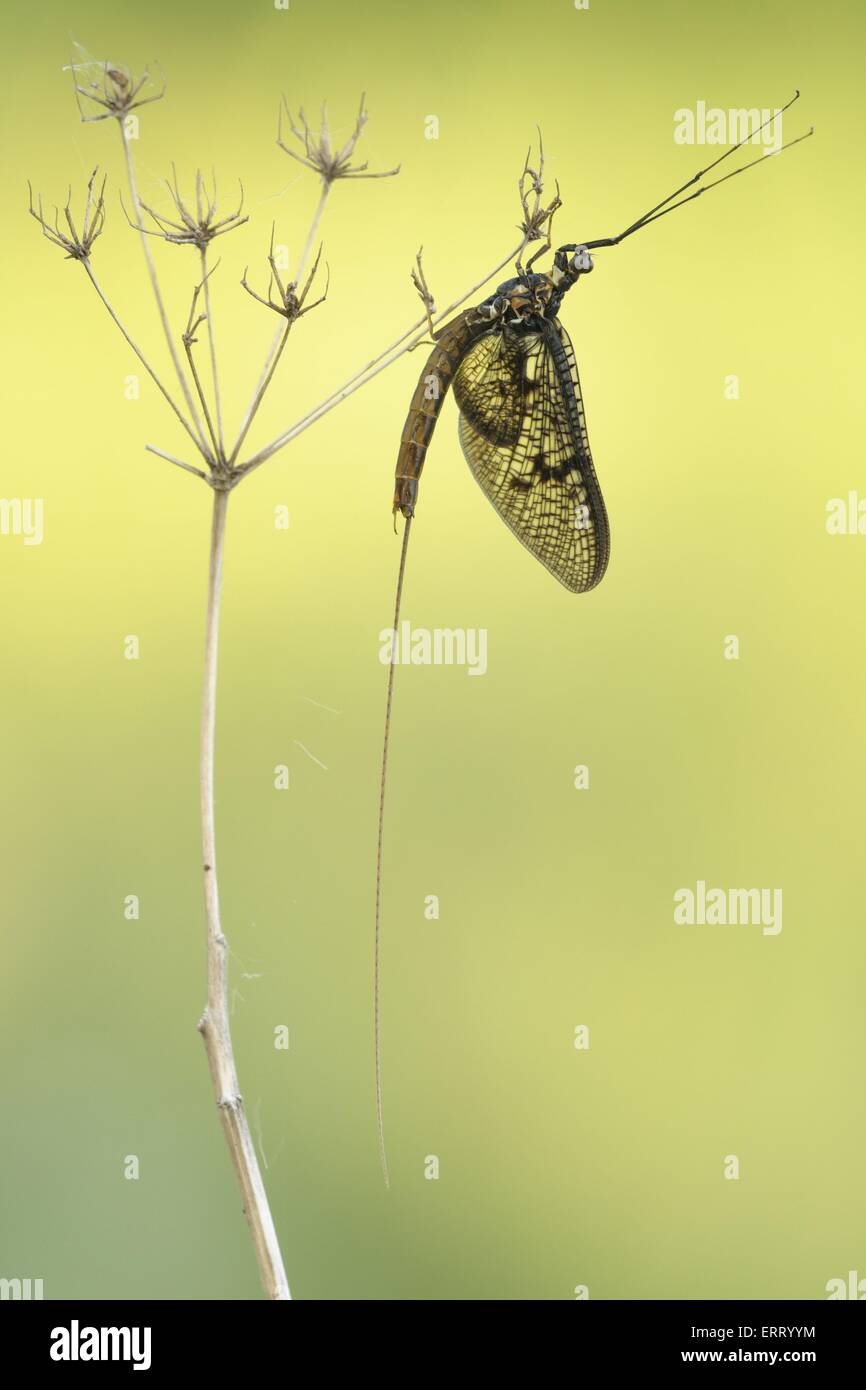 Fishflies hi-res stock photography and images - Alamy