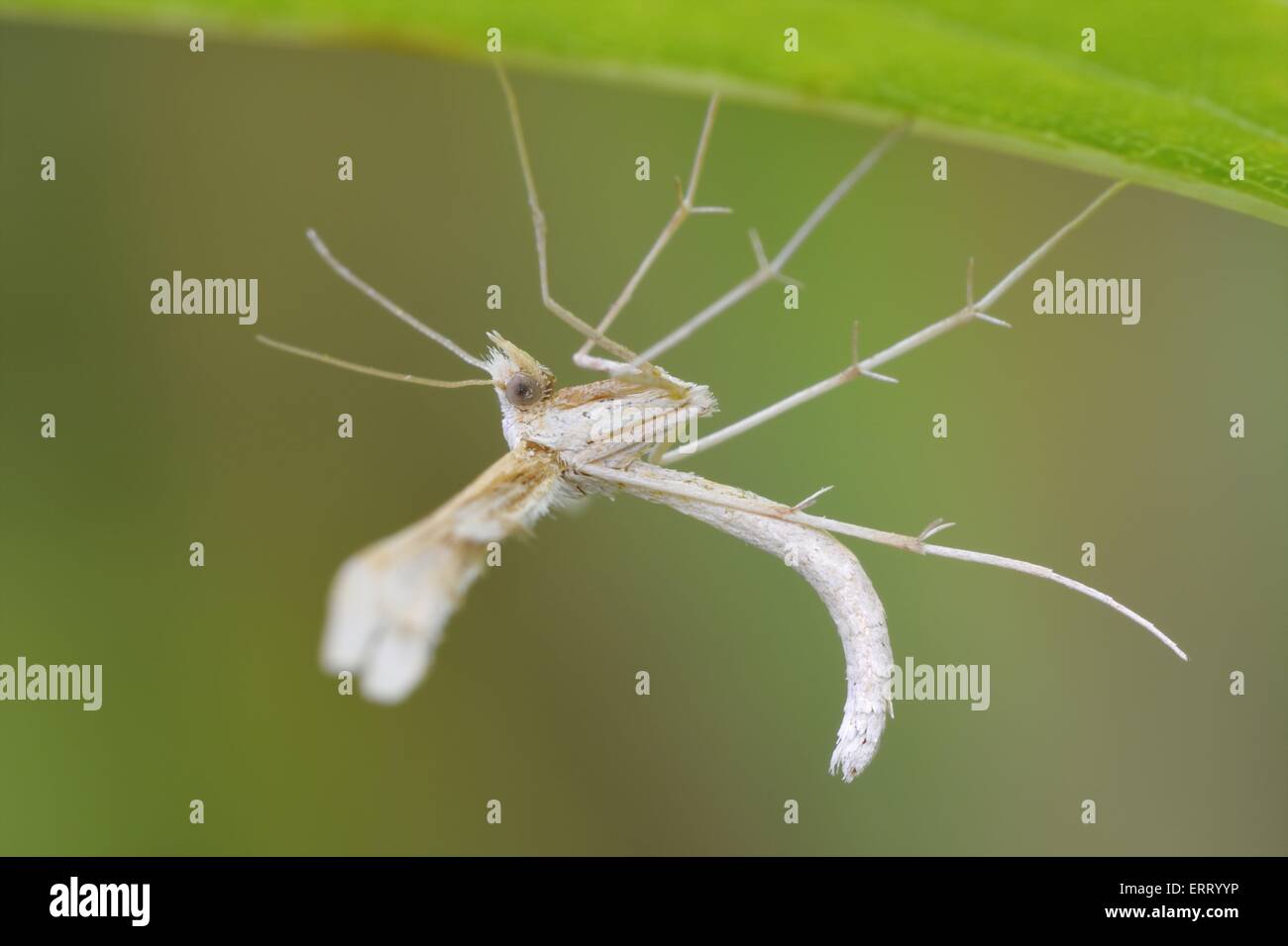 Plume moth hi-res stock photography and images - Alamy