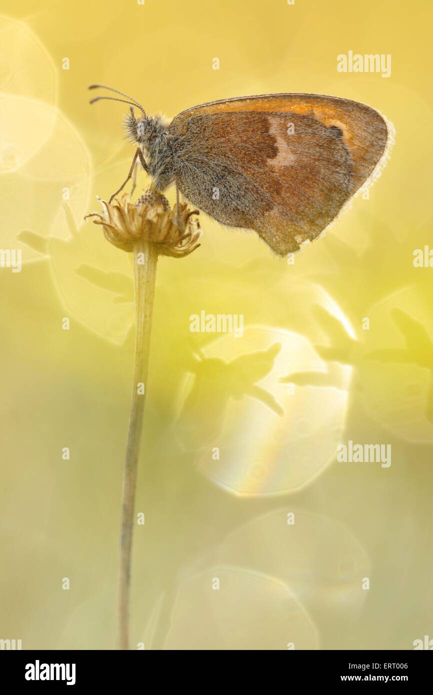 small heath butterfly Stock Photo - Alamy