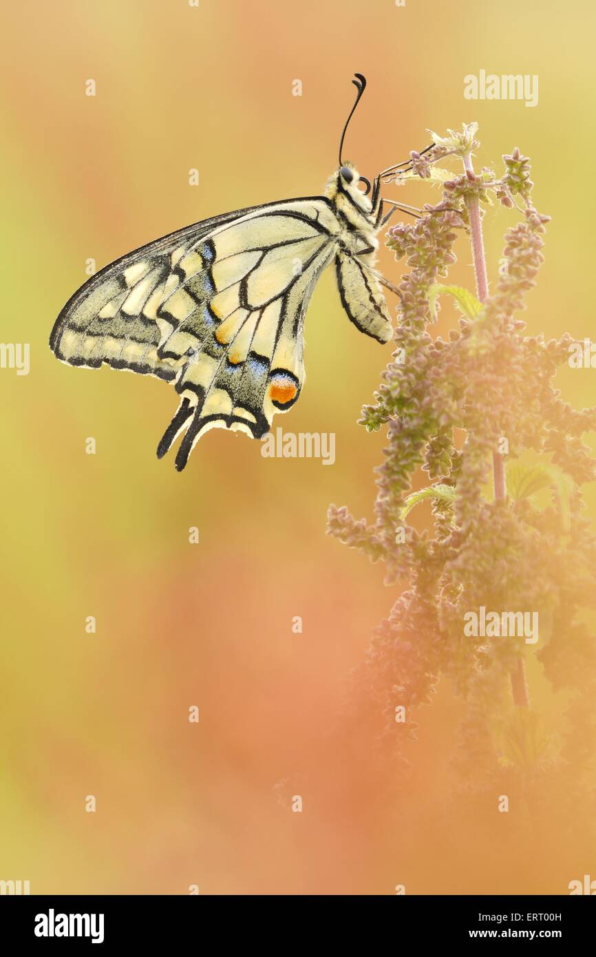 Swallow tail hi-res stock photography and images - Alamy