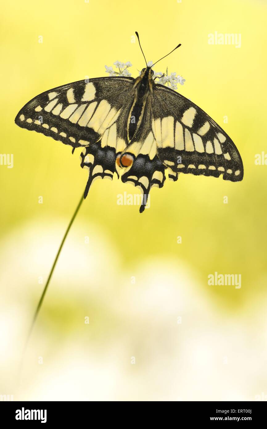 Butterfly tail hi-res stock photography and images - Alamy