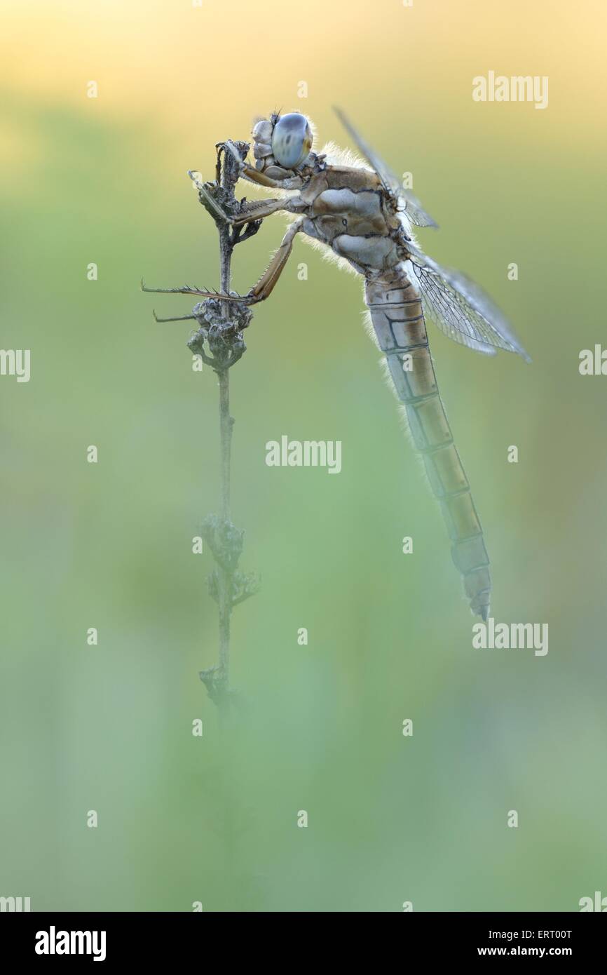 Southern skimmer hi-res stock photography and images - Alamy