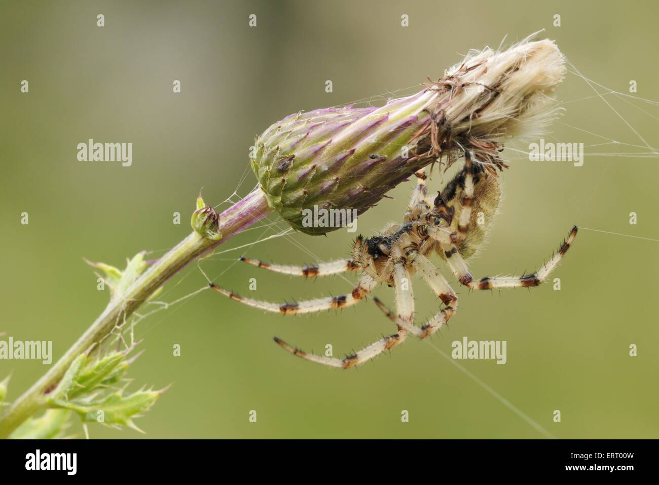 Spider profile hi-res stock photography and images - Alamy
