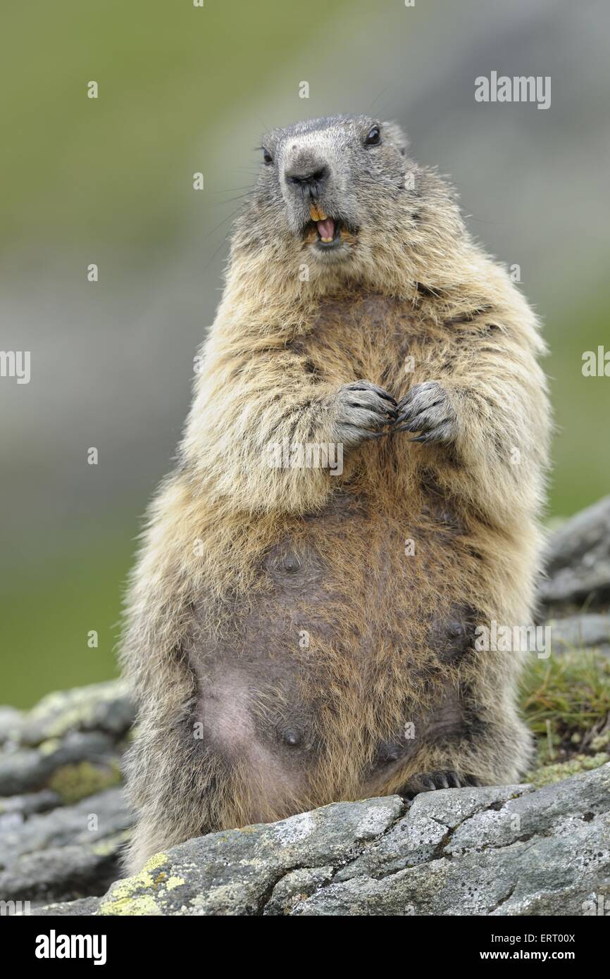 Alpine marmota marmota adult standing hi-res stock photography and ...