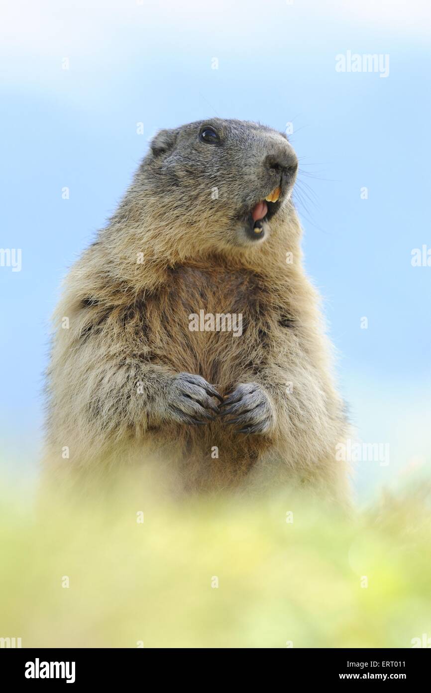 Marmot portraits hi-res stock photography and images - Alamy