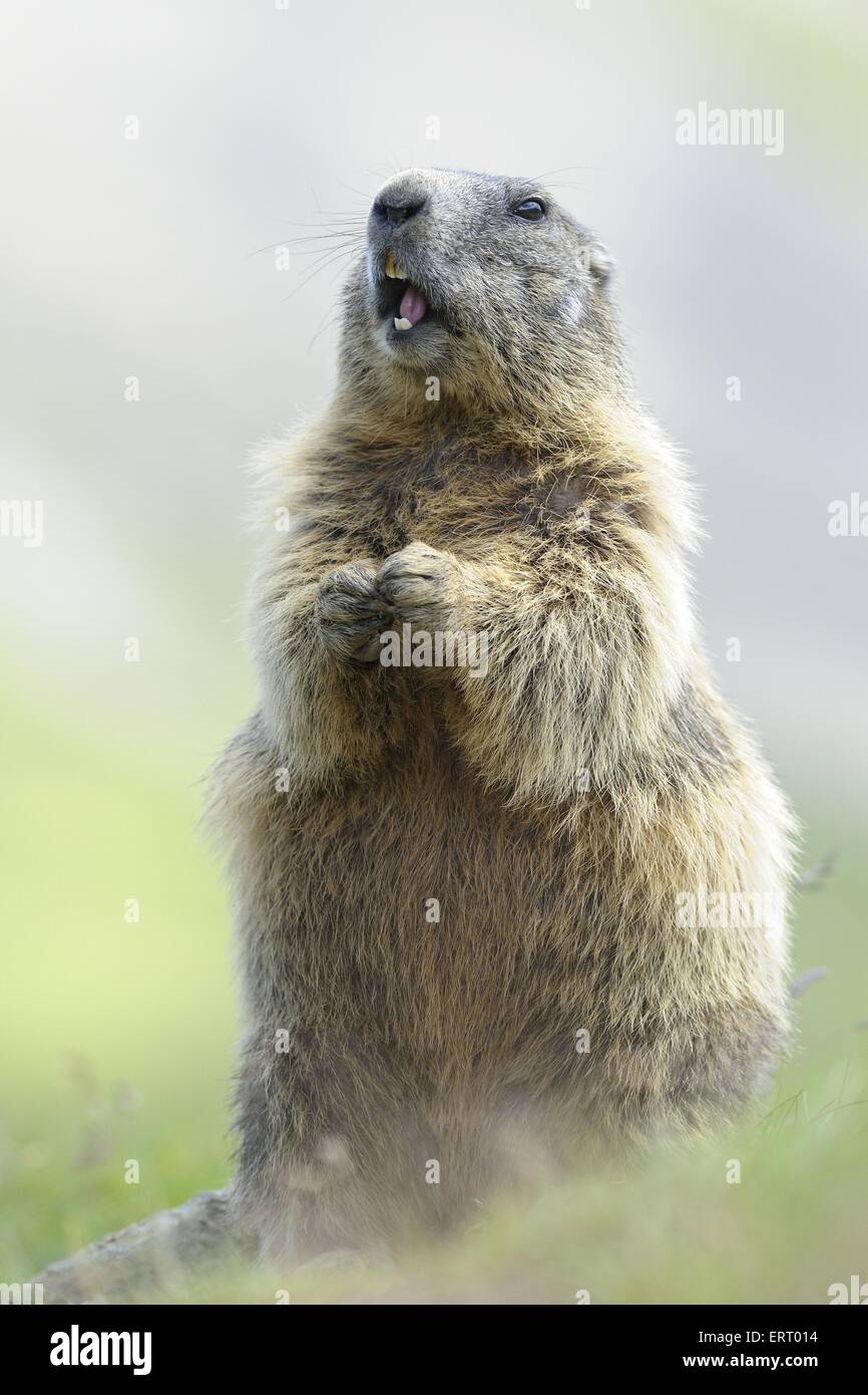 Marmot behavior hi-res stock photography and images - Alamy