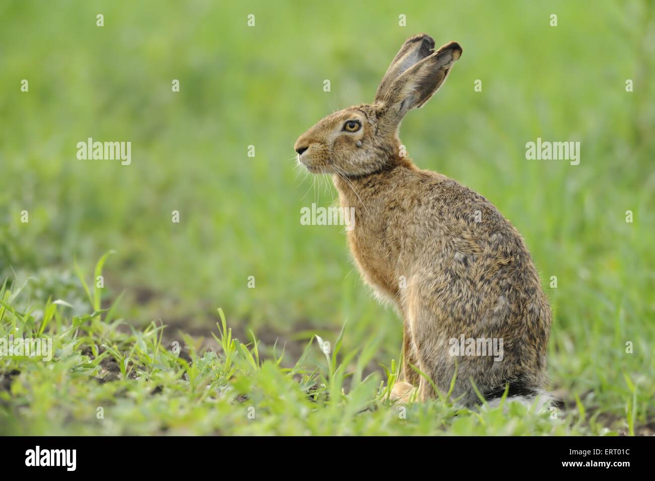 Hare side profile hi-res stock photography and images - Alamy