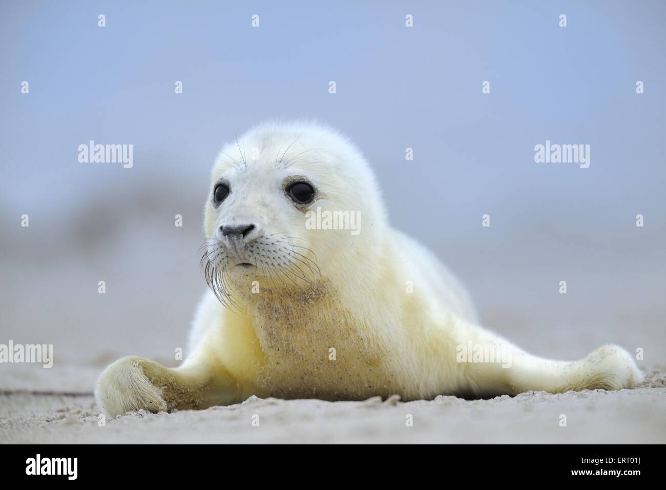 Grey sea hi-res stock photography and images - Alamy