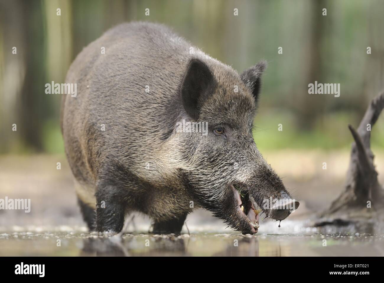 Sea hog hi-res stock photography and images - Alamy