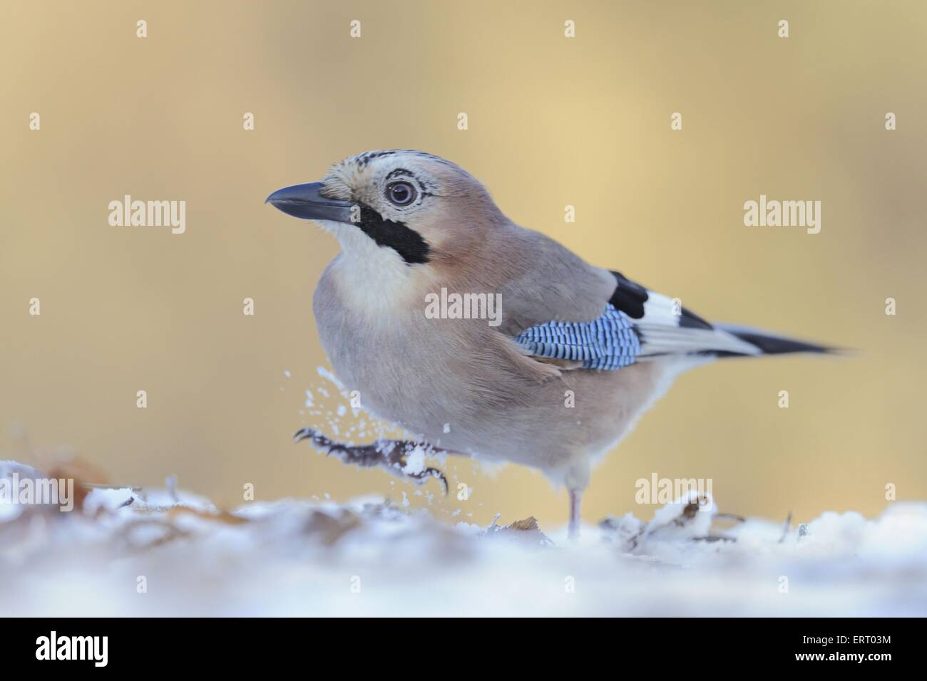 Go jays go hi-res stock photography and images - Alamy