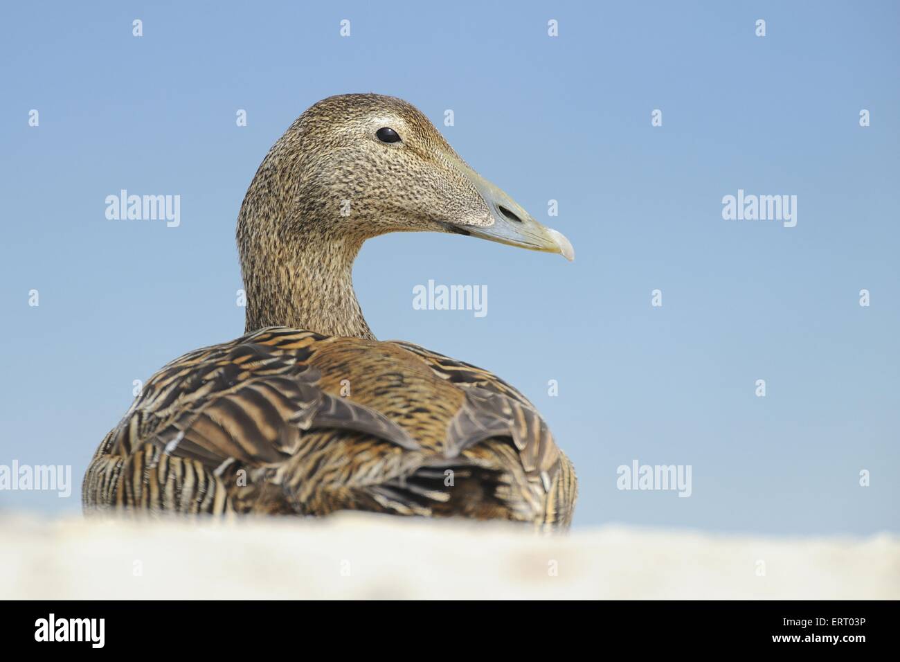 common eider duck Stock Photo - Alamy