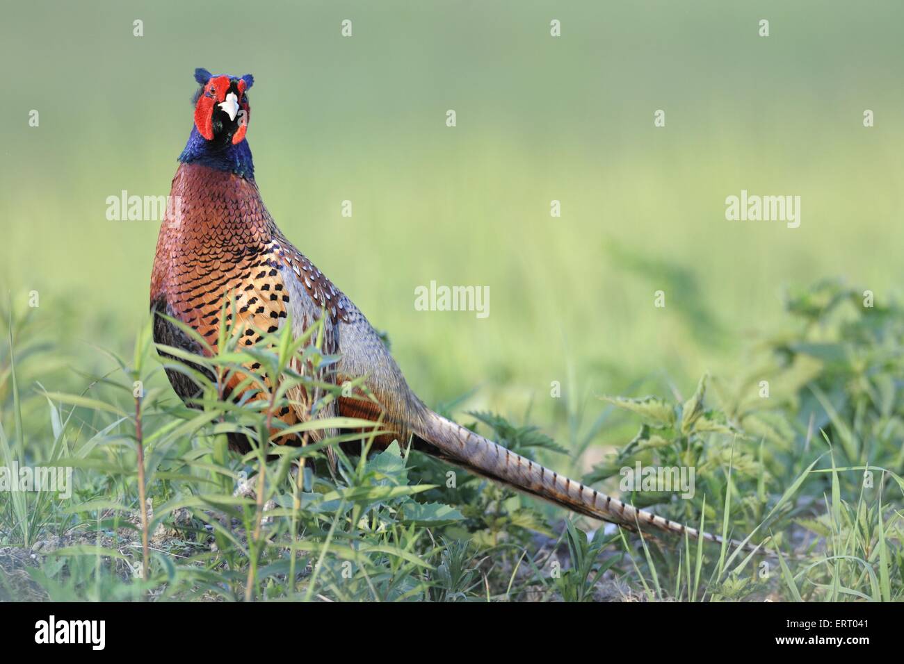 Common pheasants eye hi-res stock photography and images - Alamy