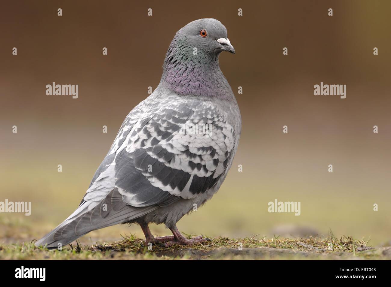 Side view of a feral pigeon hi-res stock photography and images - Alamy