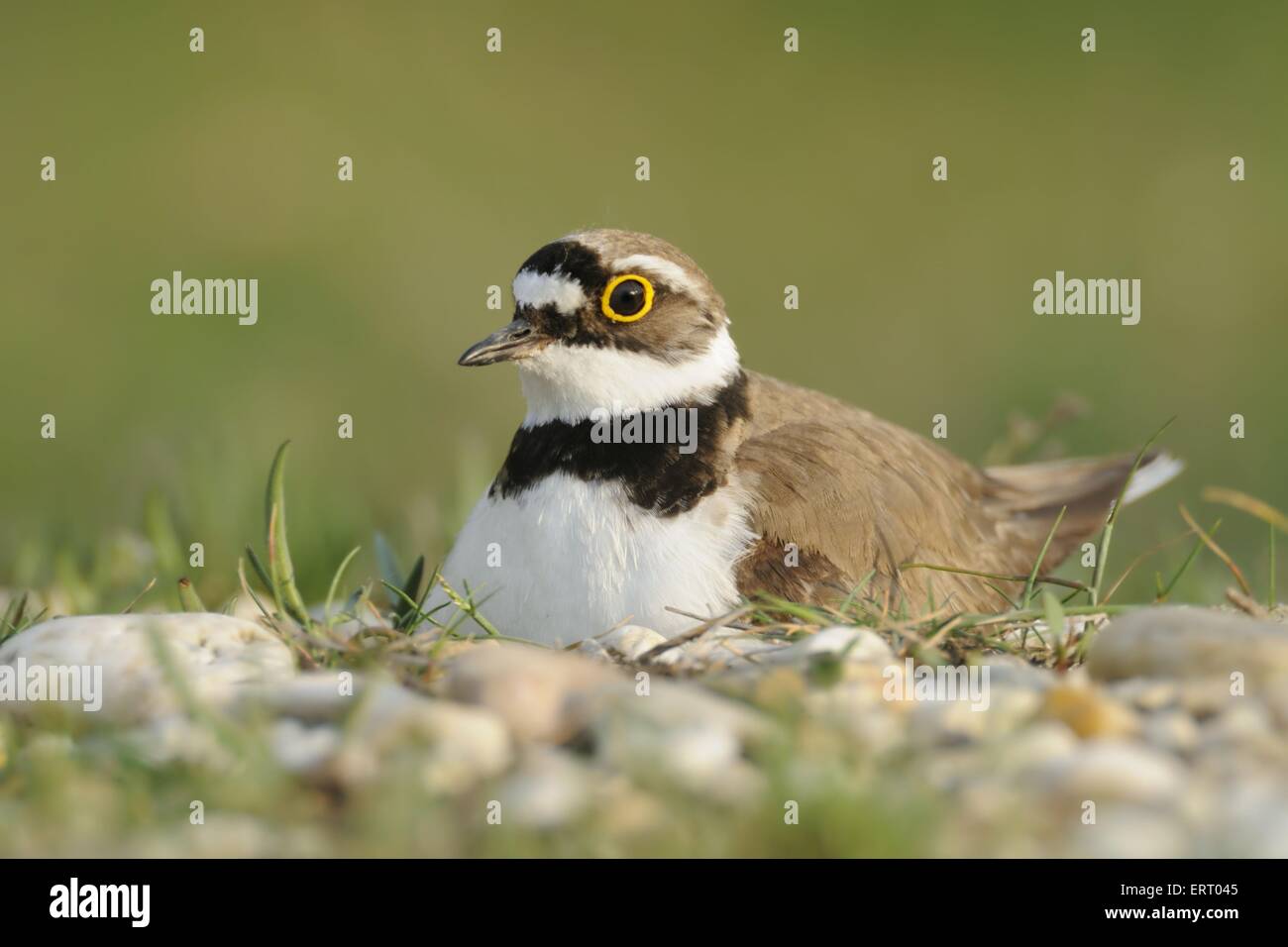 little ringed plover Stock Photo - Alamy