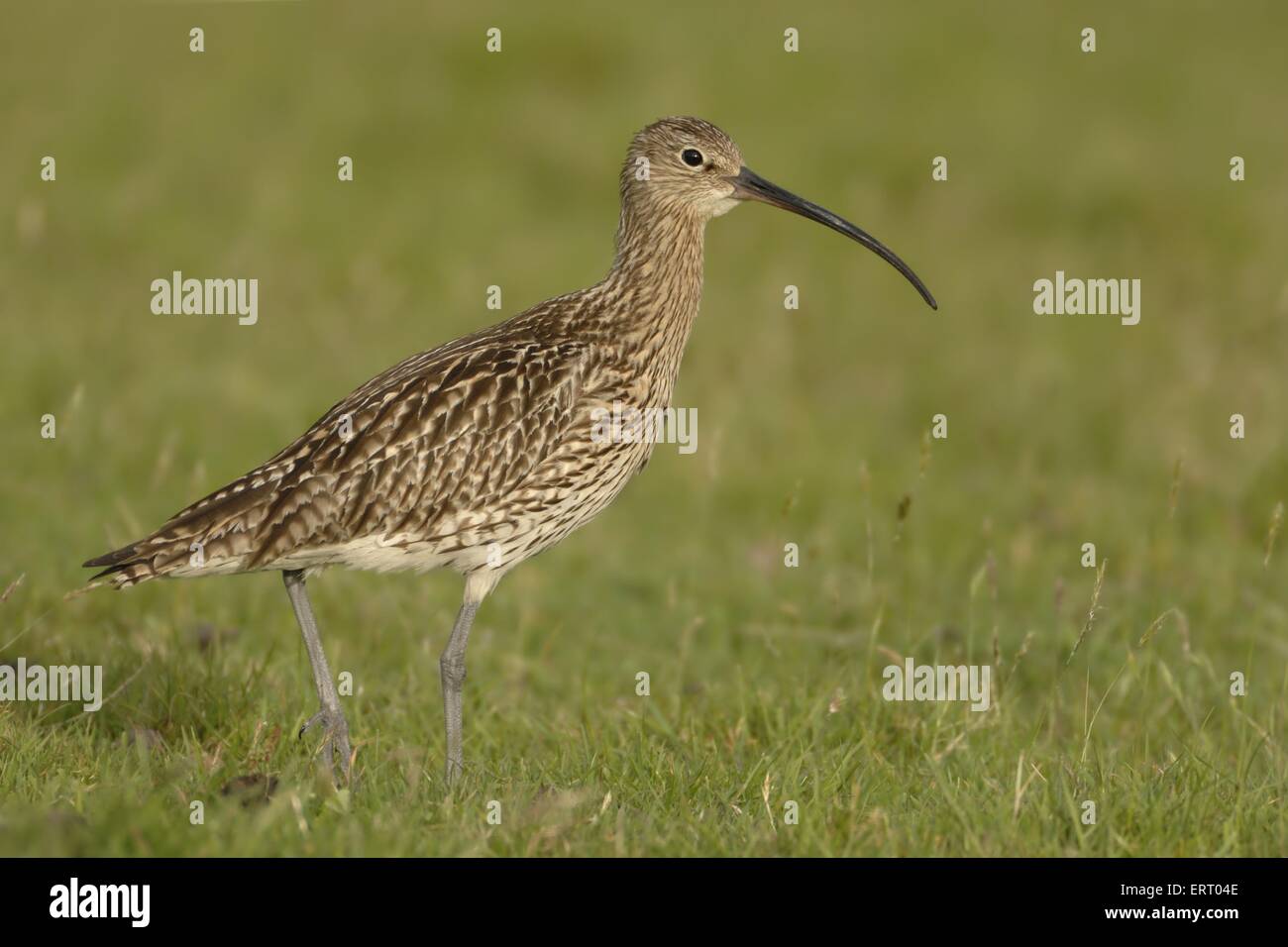 Curlew profile hi-res stock photography and images - Alamy