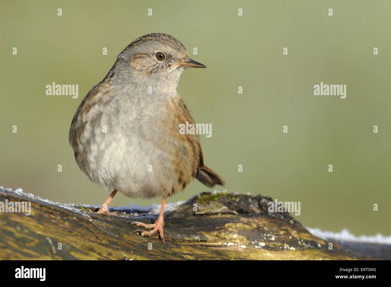 Dunnock wintertime hi-res stock photography and images - Alamy