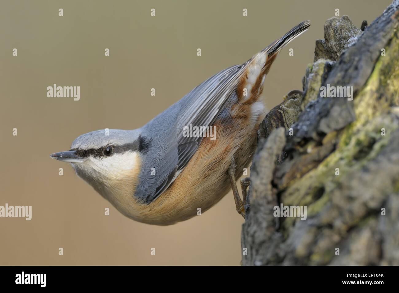 Landscape format nuthatch hi-res stock photography and images - Alamy