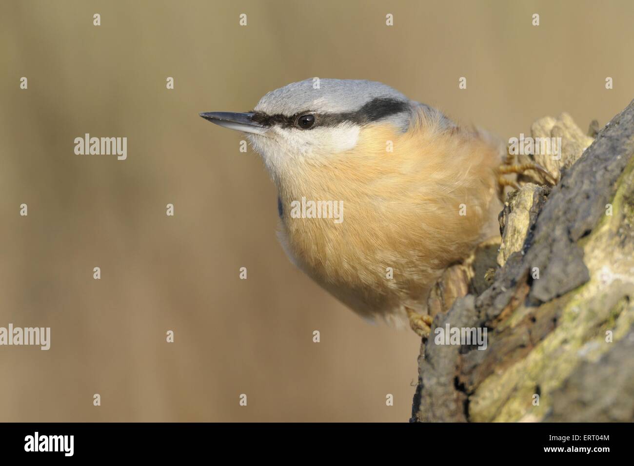 Nuthatches autumn hi-res stock photography and images - Alamy