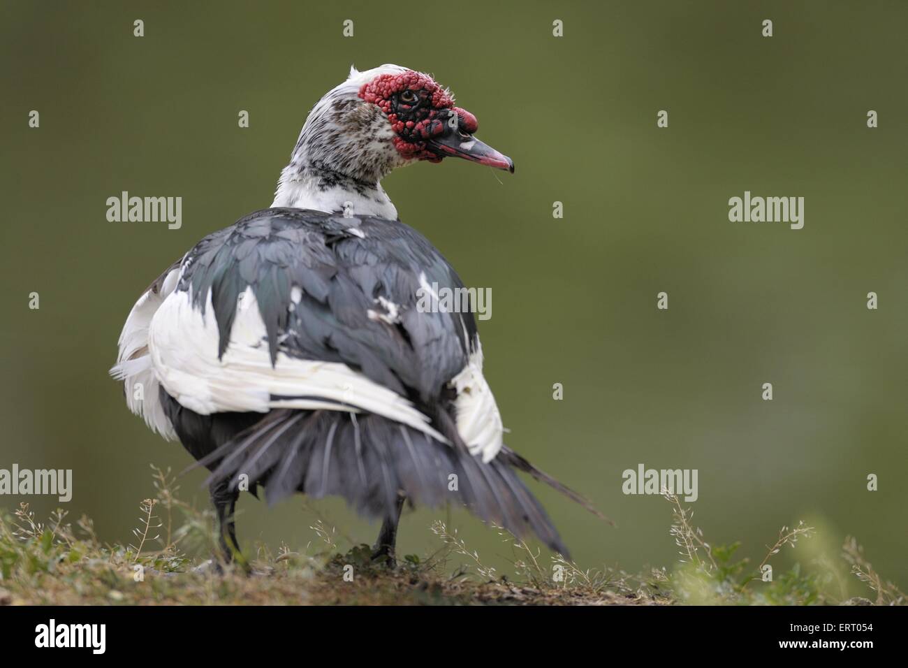 Back view of a duck hi-res stock photography and images - Alamy