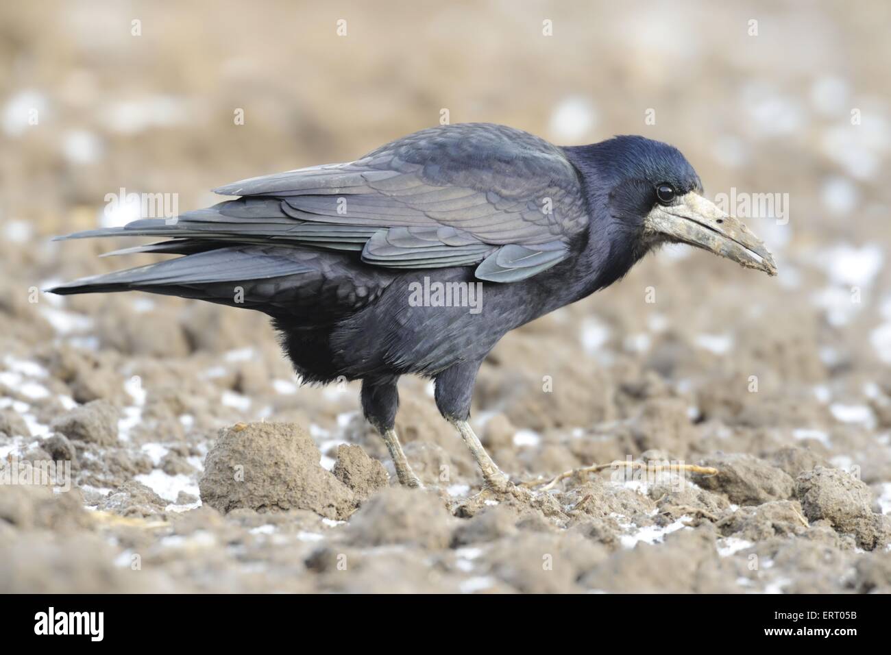 Rook side view hi-res stock photography and images - Alamy