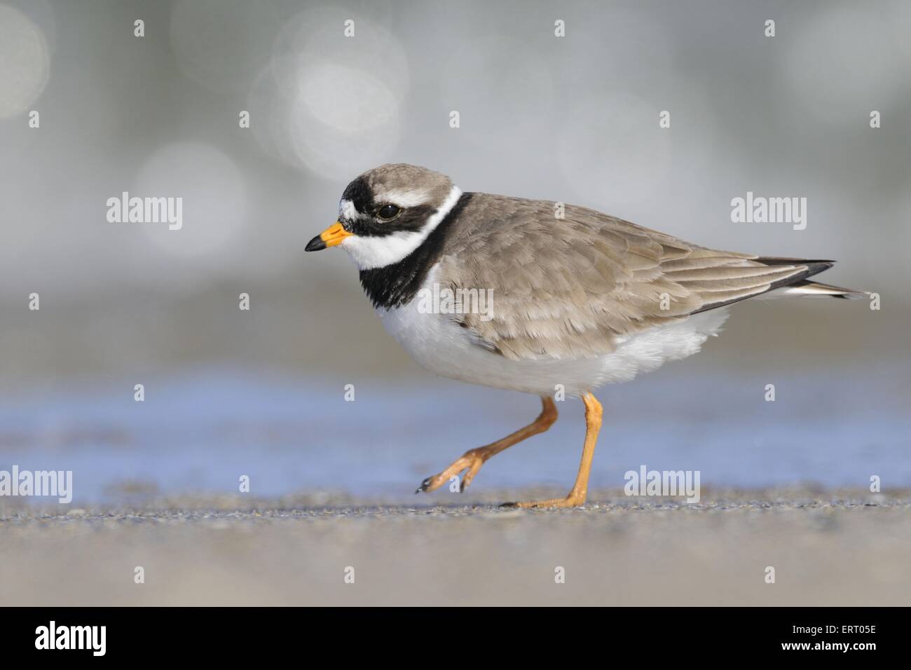 common ringed plover Stock Photo - Alamy