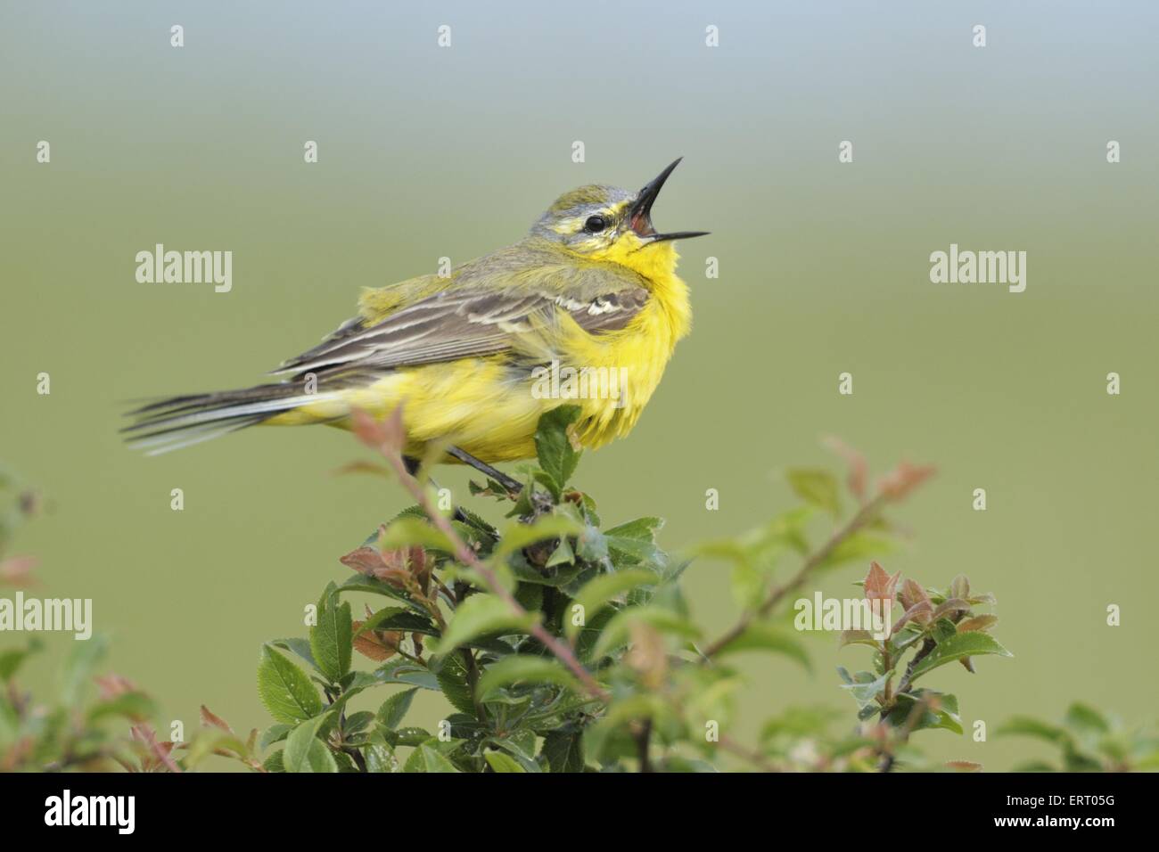Wagtail bird call hi-res stock photography and images - Alamy