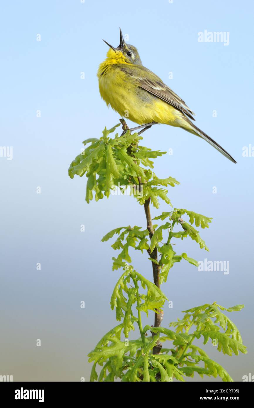 Wagtail bird call hi-res stock photography and images - Alamy