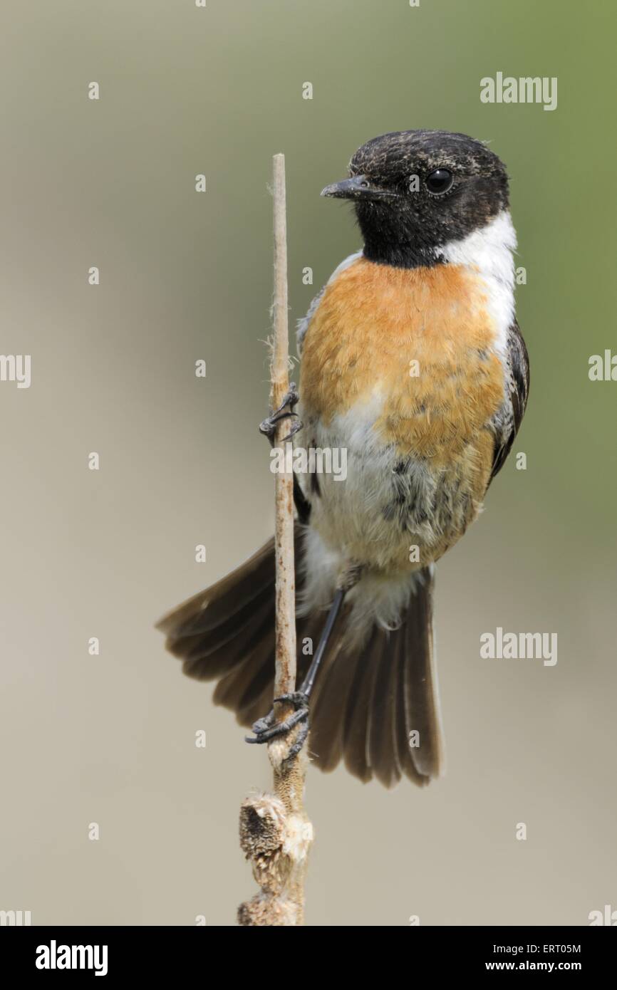 Adult stonechat hi-res stock photography and images - Alamy
