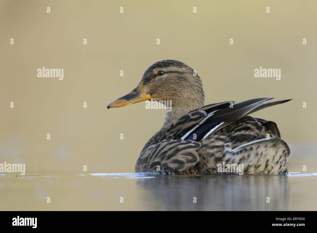 Mallard rear view hi-res stock photography and images - Alamy