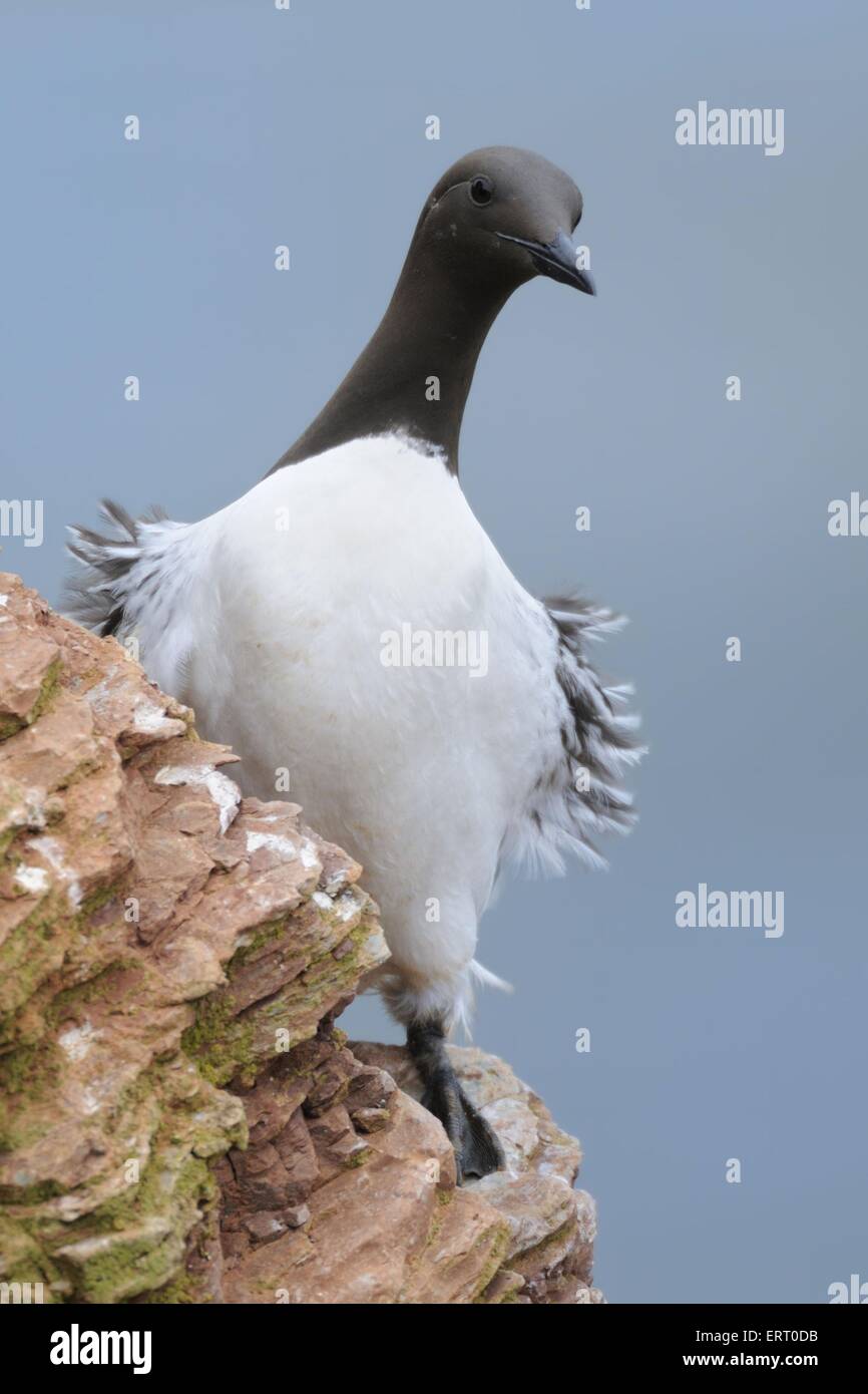 Thin billed common murre common guillemot hi-res stock photography and ...