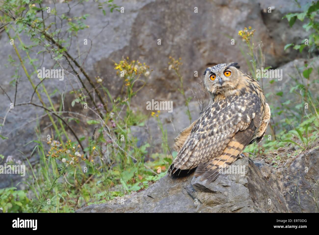 Eurasian eagle owl Stock Photo - Alamy