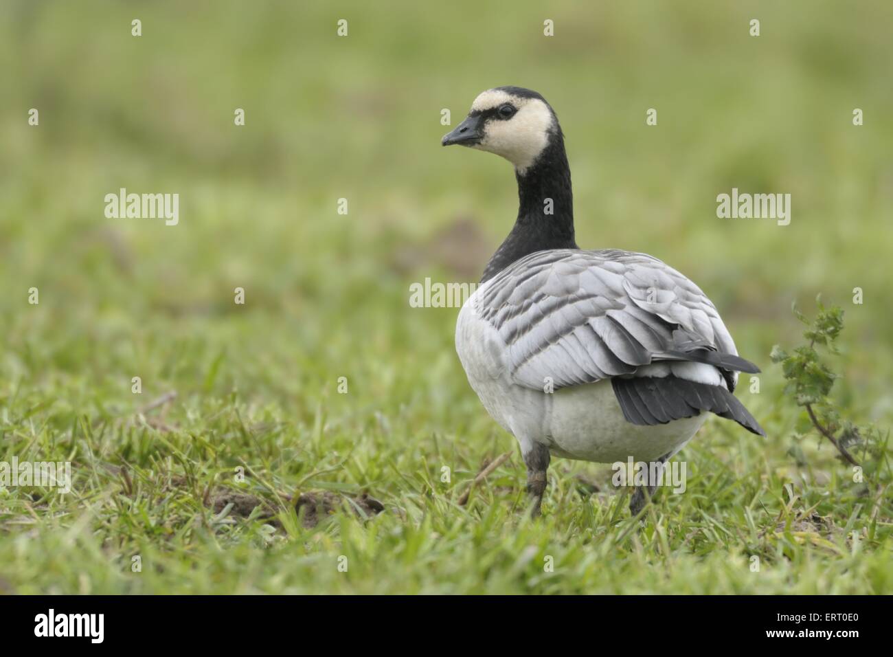 Back view of a goose hi-res stock photography and images - Alamy