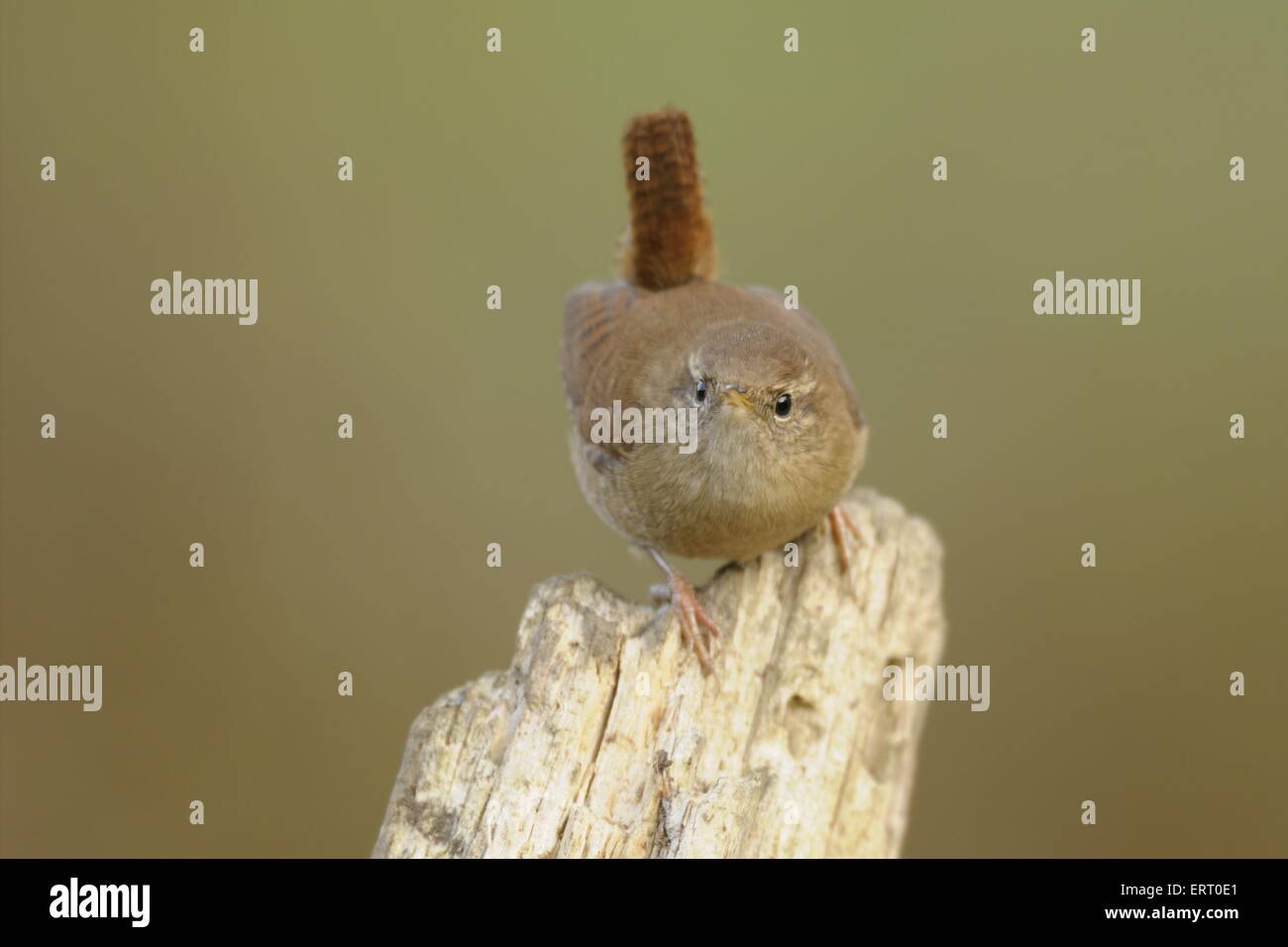 Landscape format wren hi-res stock photography and images - Alamy