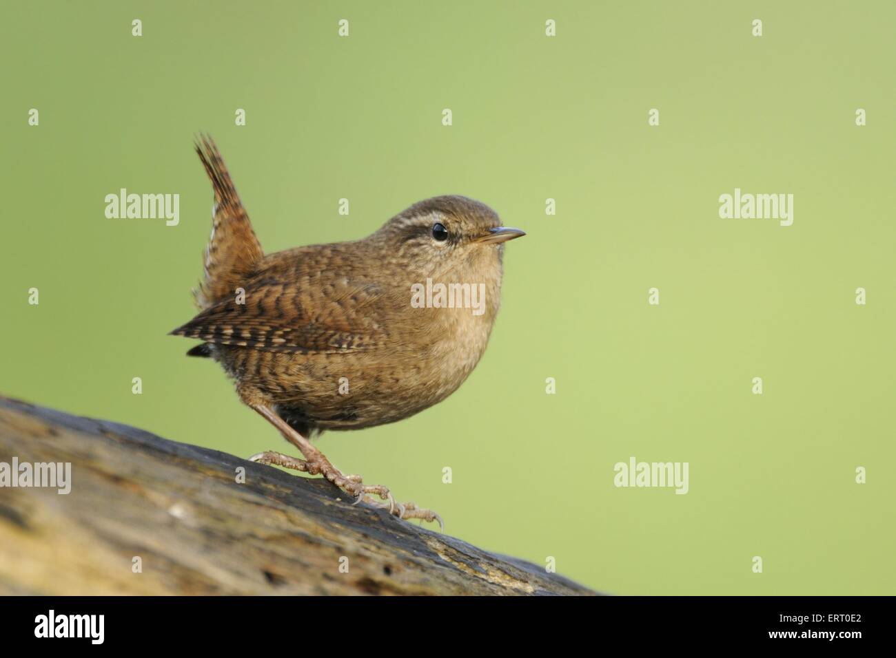 Landscape format wren hi-res stock photography and images - Alamy