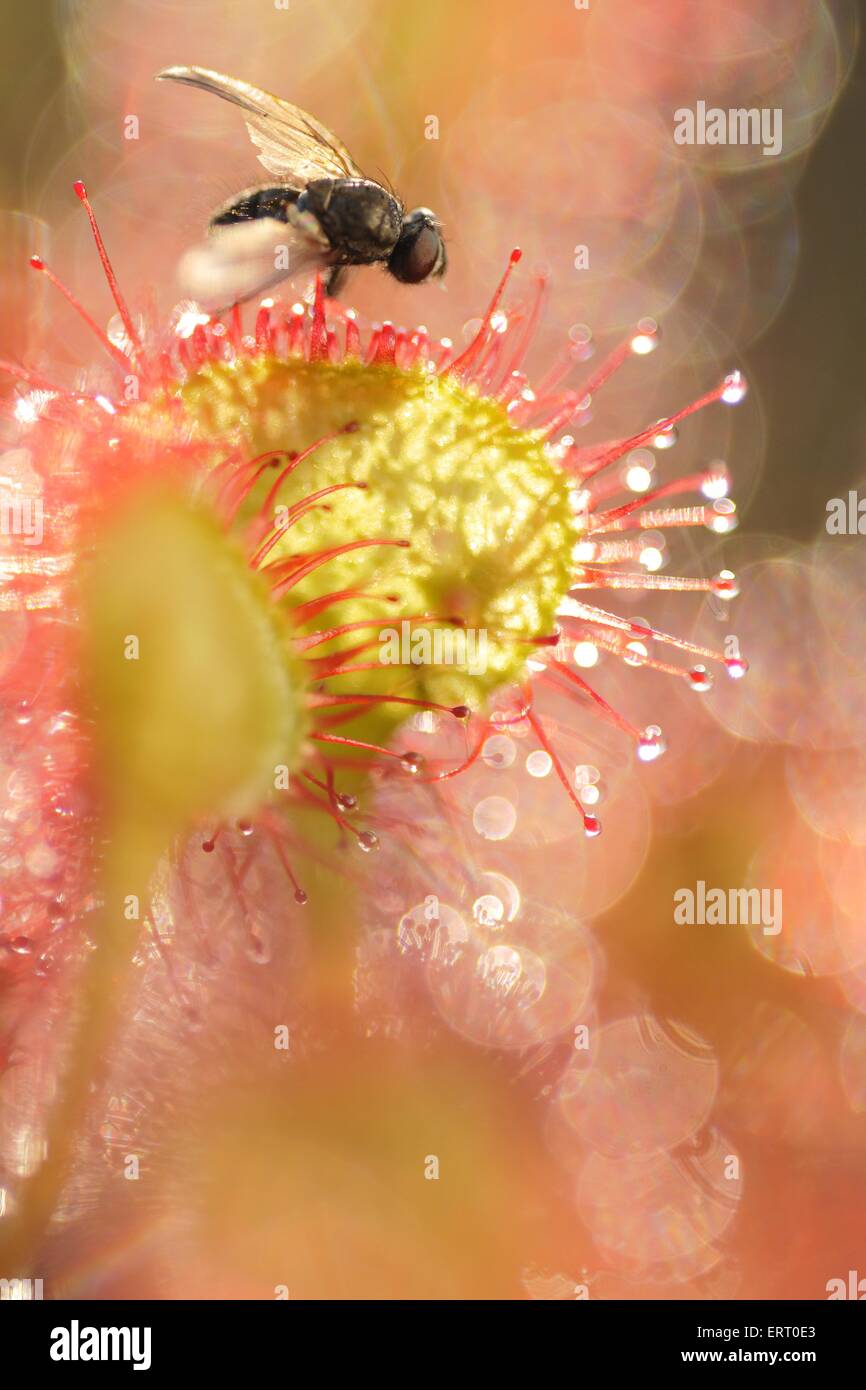 Insect on sundew plant hi-res stock photography and images - Alamy