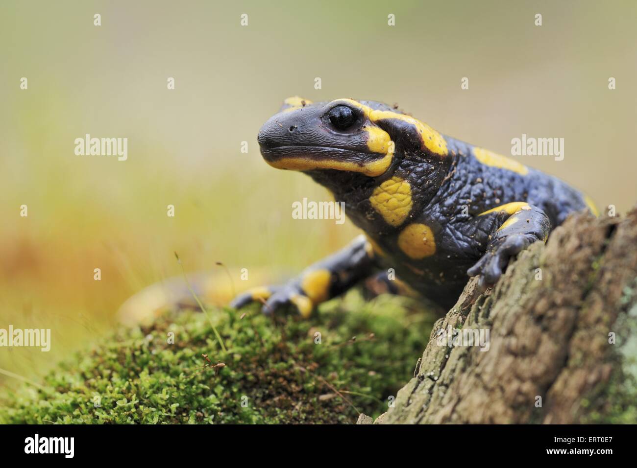 Fire salamander side view hi-res stock photography and images - Alamy