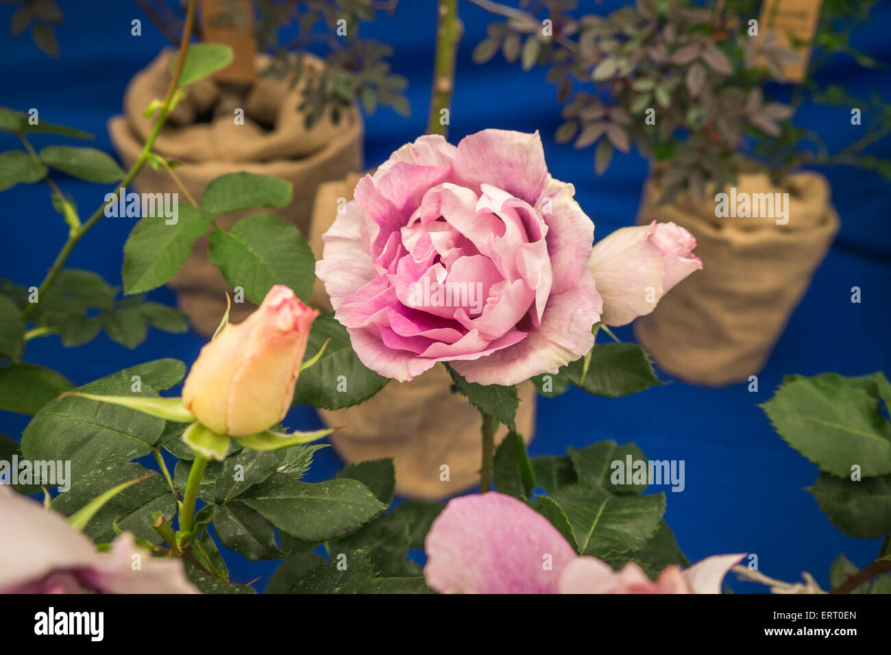Rose Compassion Stock Photos & Rose Compassion Stock Images - Alamy